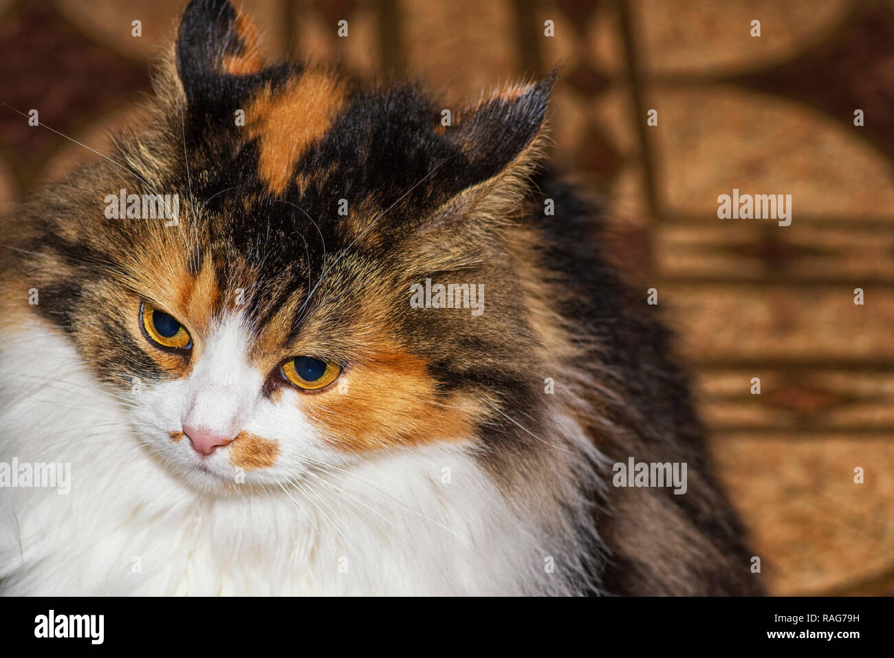 Three-colored cat with evil muzzle degeneration. The cat has beautiful ...