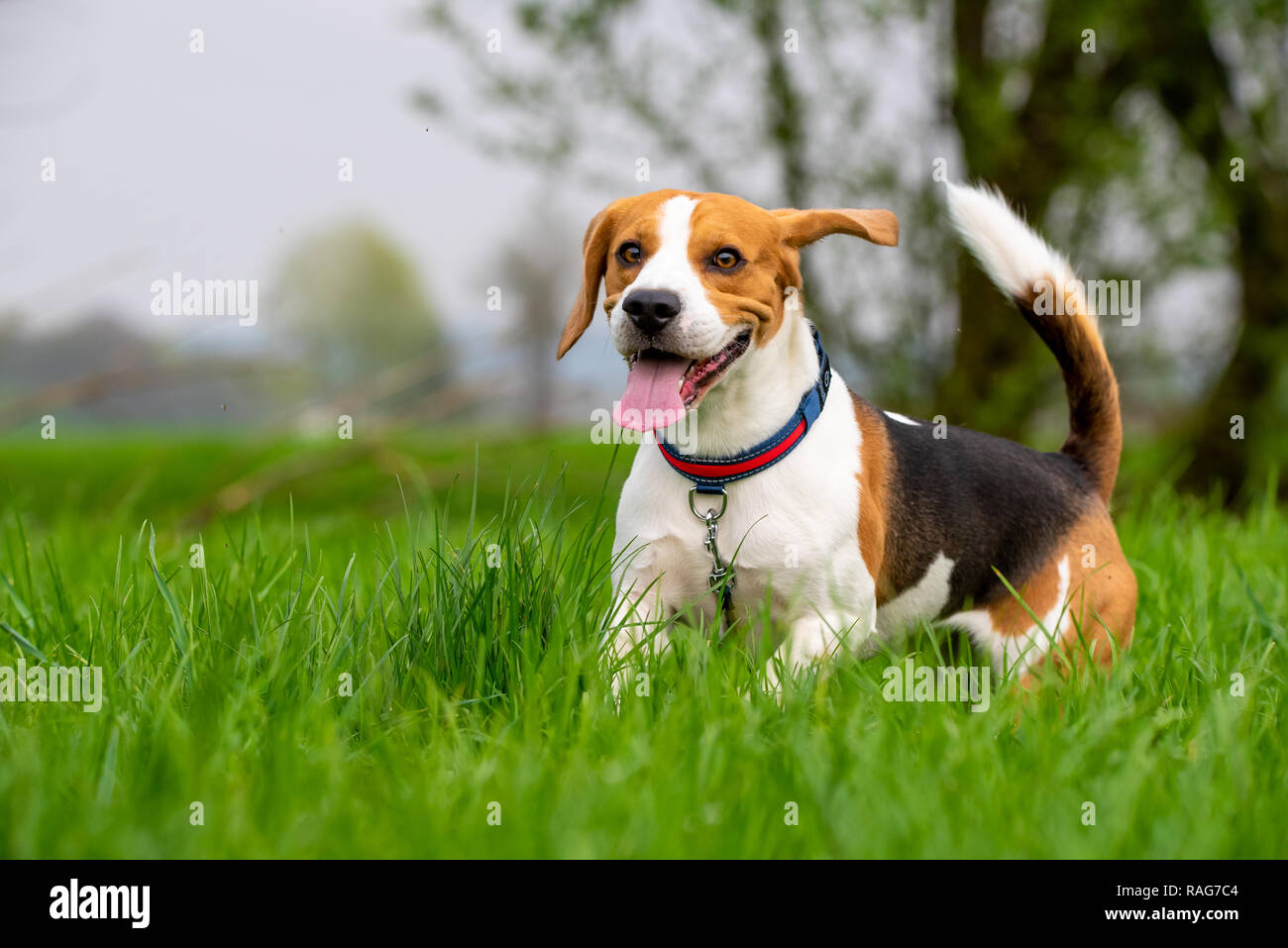 Dog Beagle running and jumping with tongue out through green grass ...