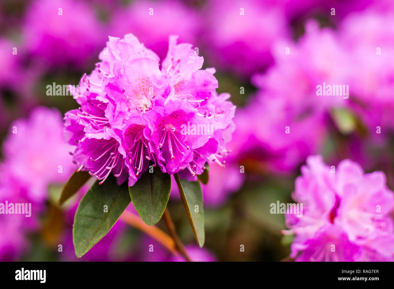 Blooming pink magenta rhododendron flowers, woody plants in the family ...