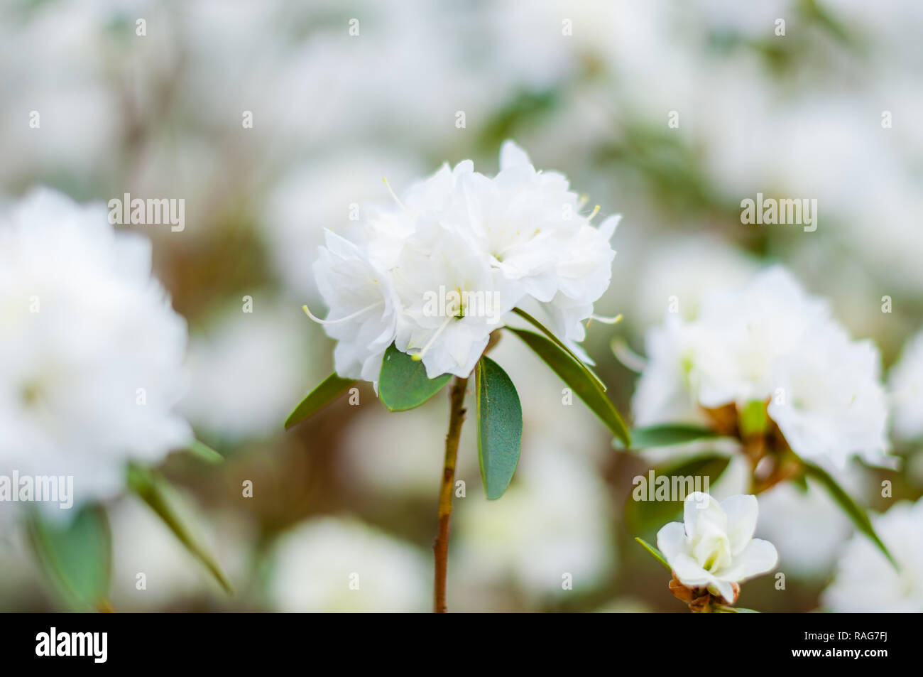 Blooming white rhododendron flowers, woody plants in the family of ...