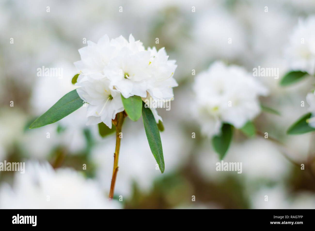 Blooming white rhododendron flowers, woody plants in the family of ...