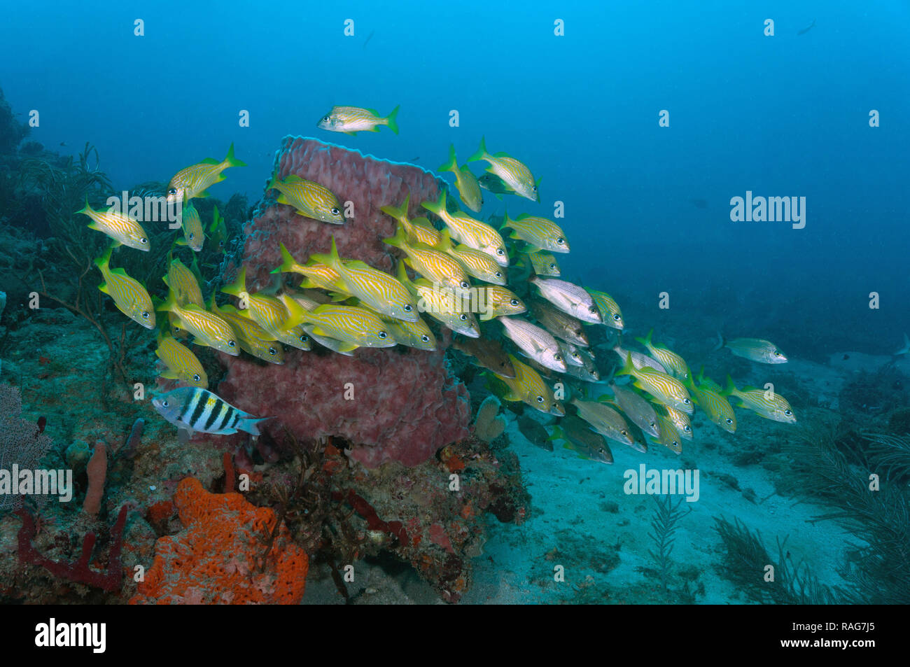Grunts fish species hi-res stock photography and images - Alamy