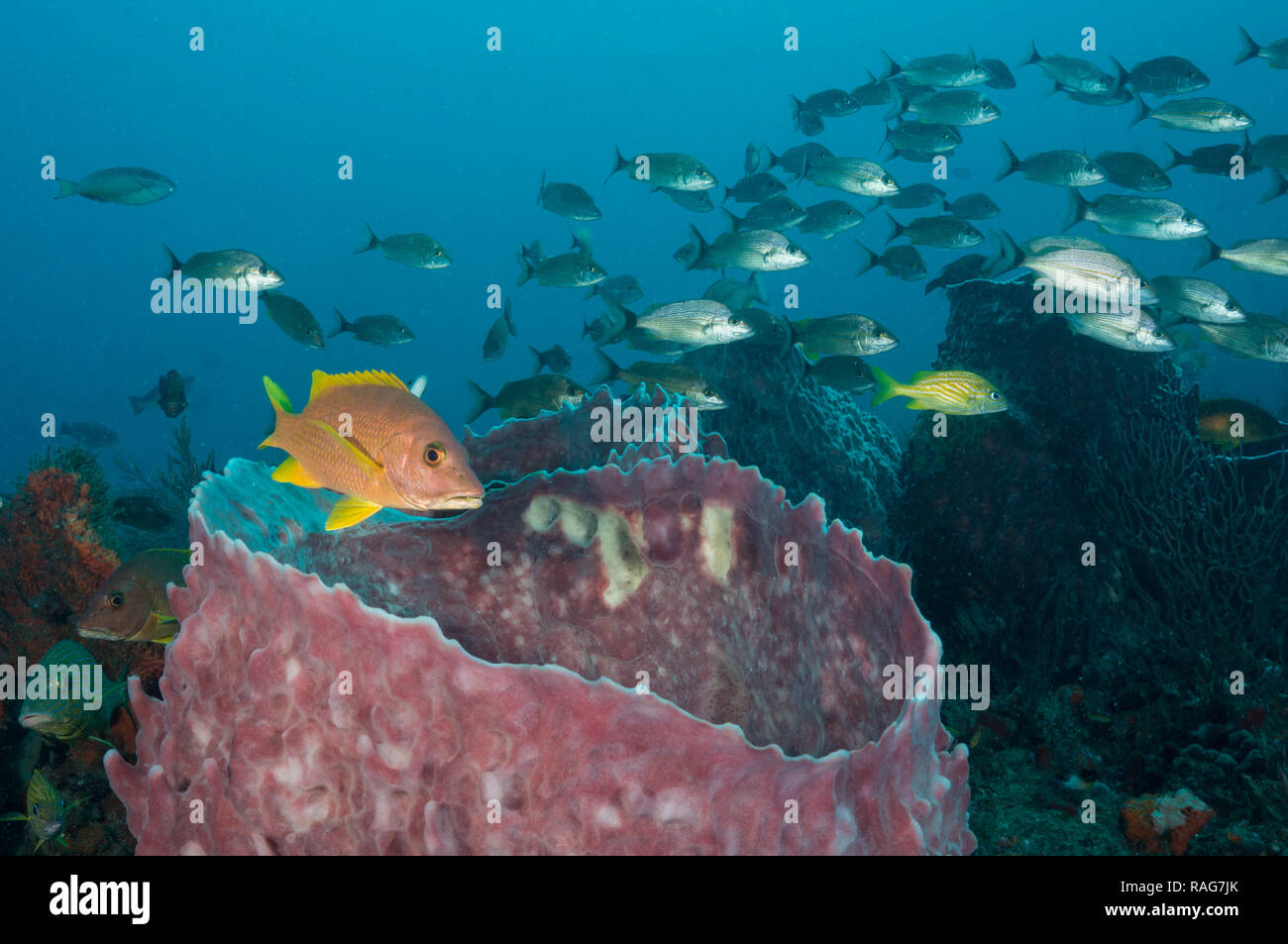 Sponge eater hi-res stock photography and images - Alamy