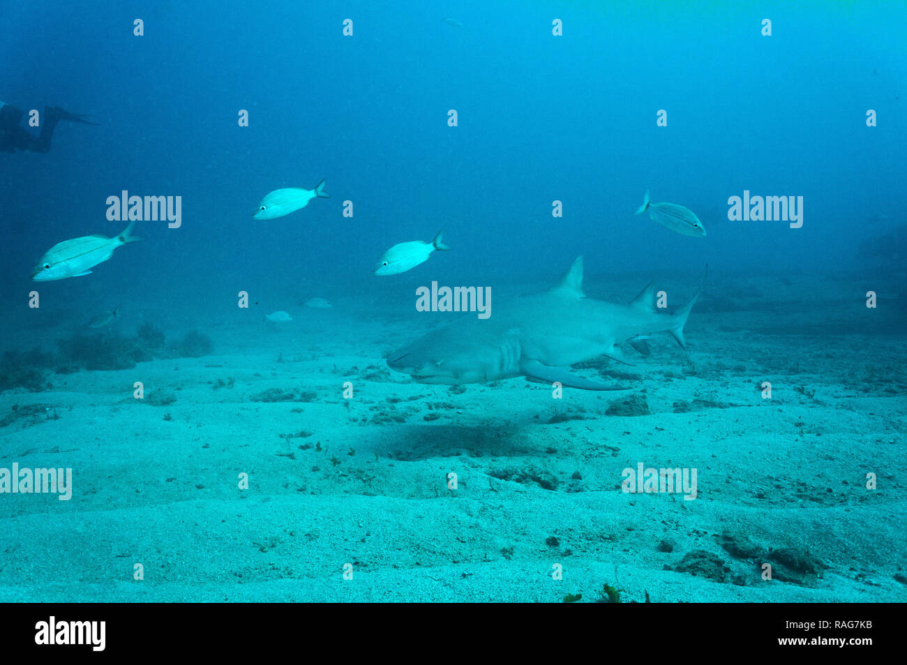 Reef shark fish underwater nature hi-res stock photography and images ...