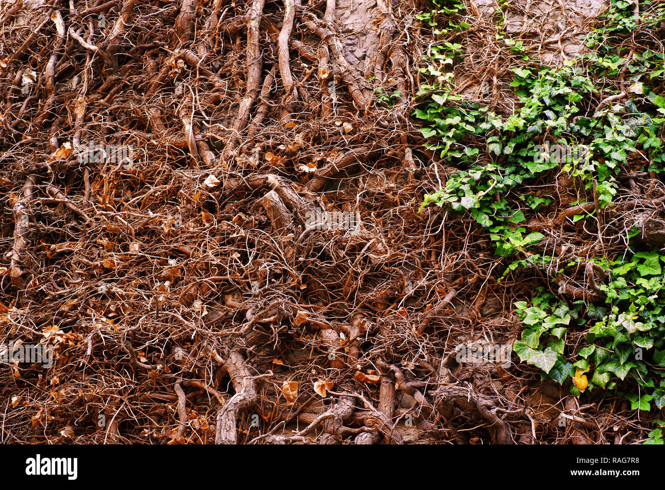 The roots of wild ivy on the wall. Background of ivy roots.The roots of ...