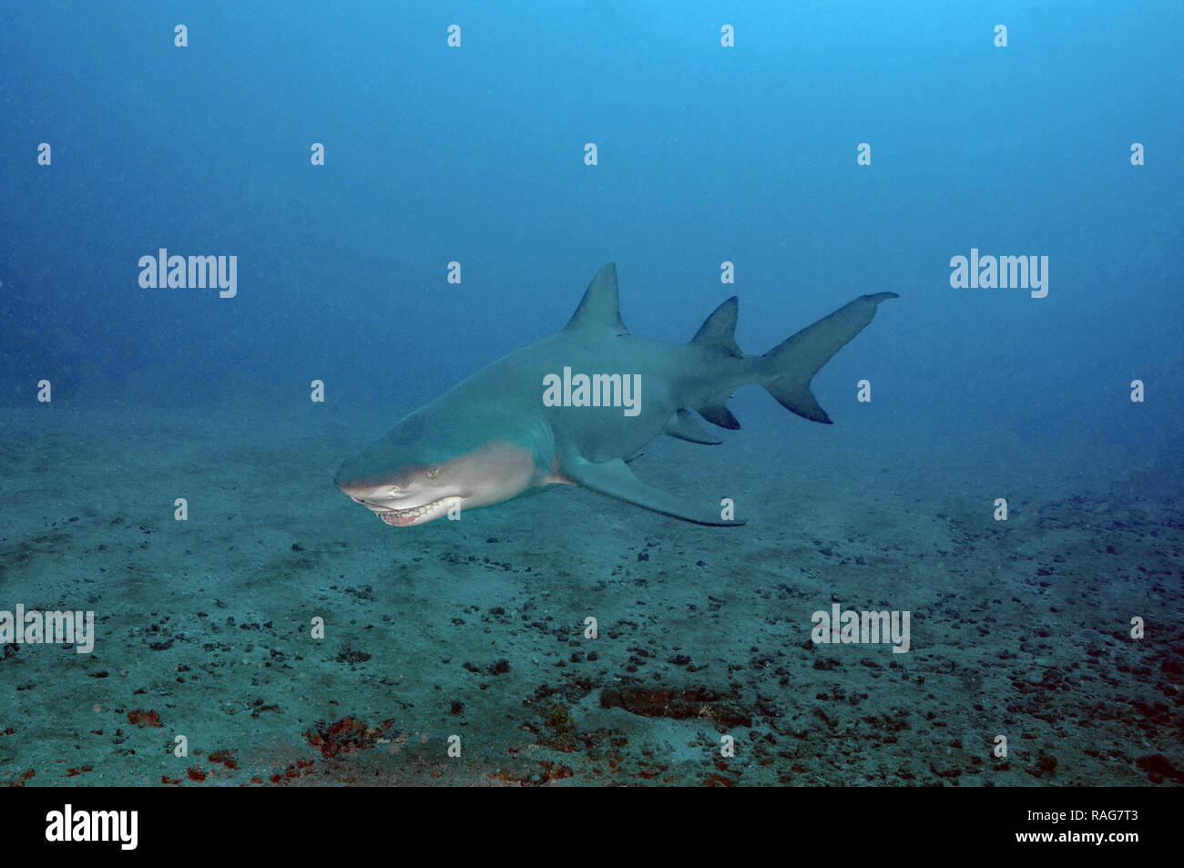 Florida reef shark hi-res stock photography and images - Alamy