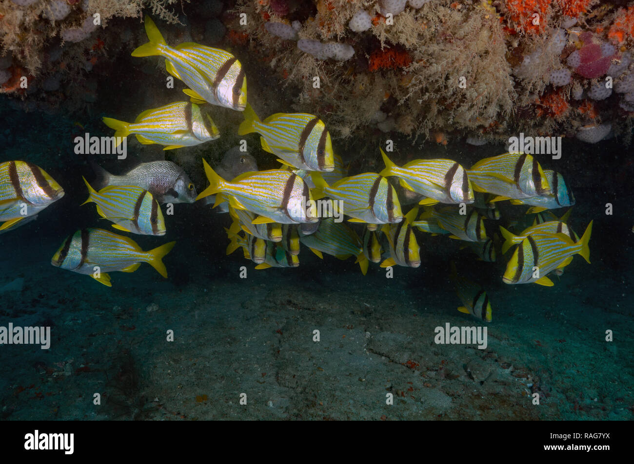 Underwater porkfish hi-res stock photography and images - Alamy