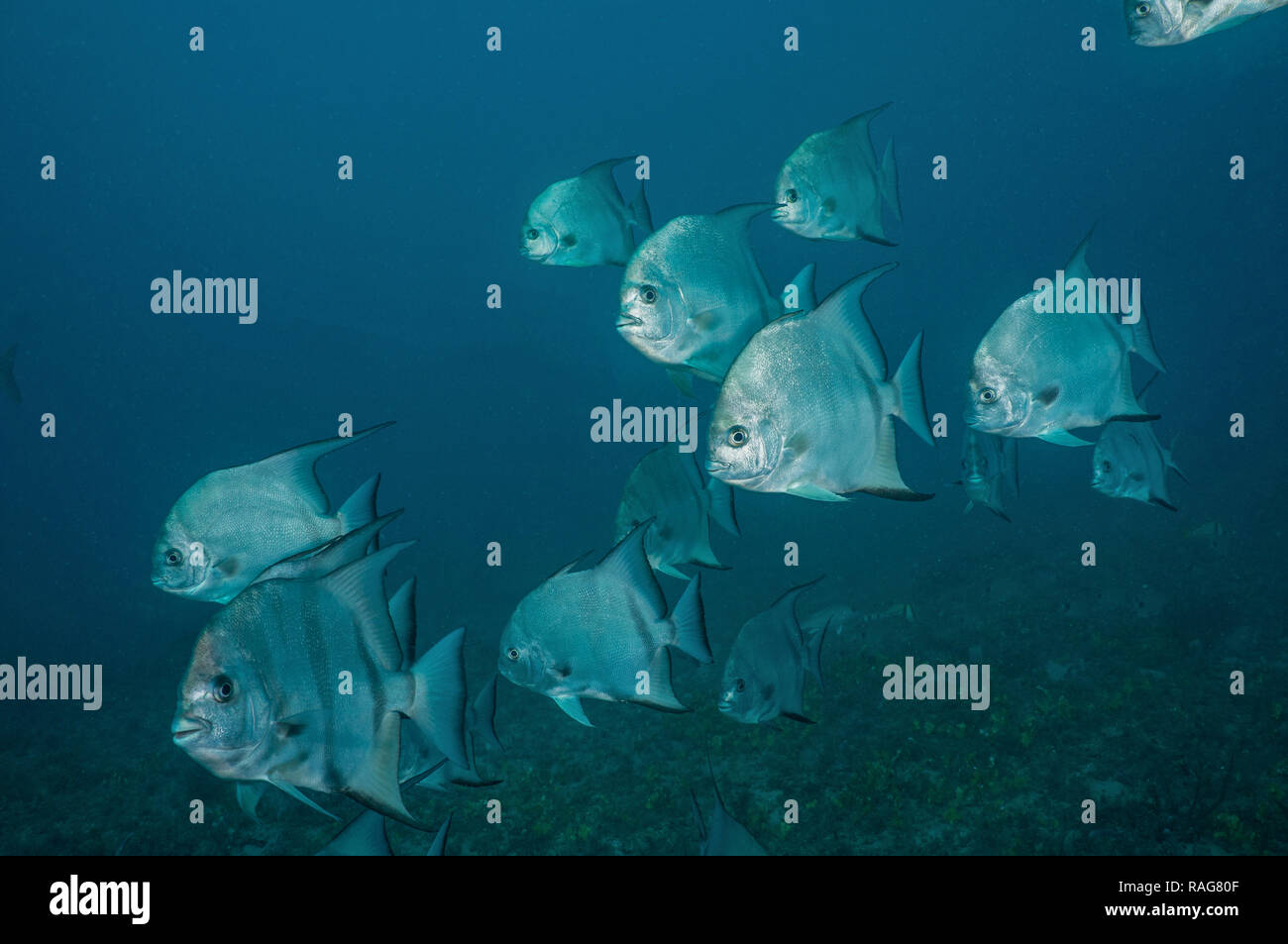 Spadefish Stock Photos & Spadefish Stock Images - Alamy