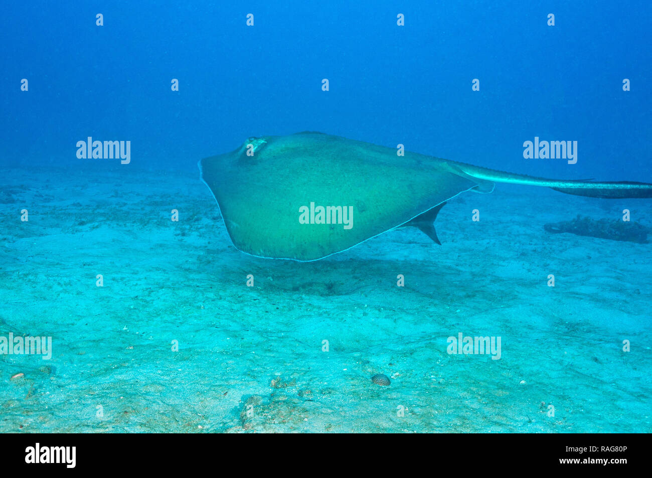 Stingray ocean hi-res stock photography and images - Alamy