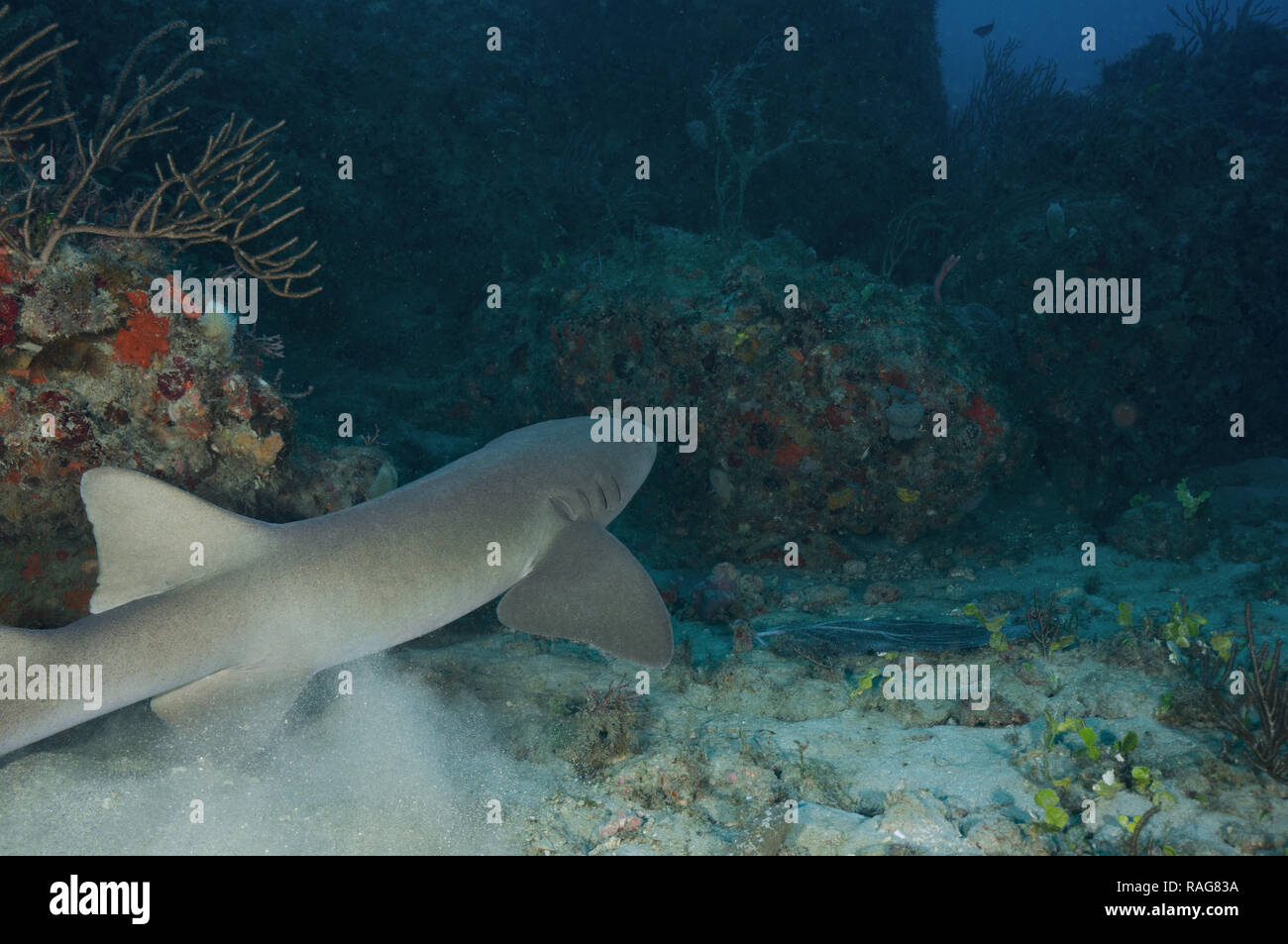 Reef shark species hi-res stock photography and images - Alamy