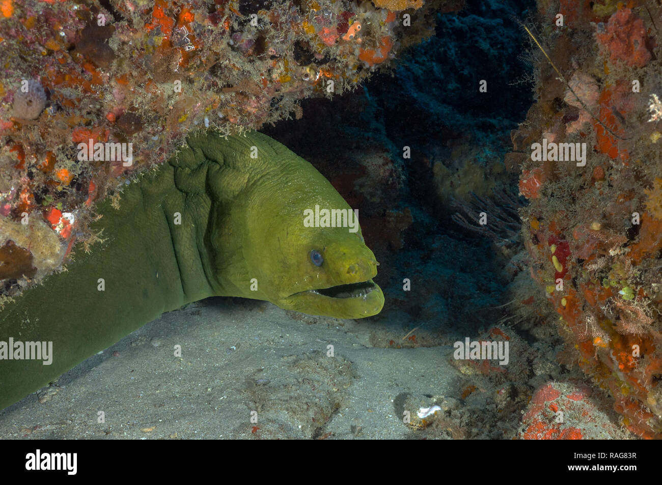 Moray ell hi-res stock photography and images - Alamy