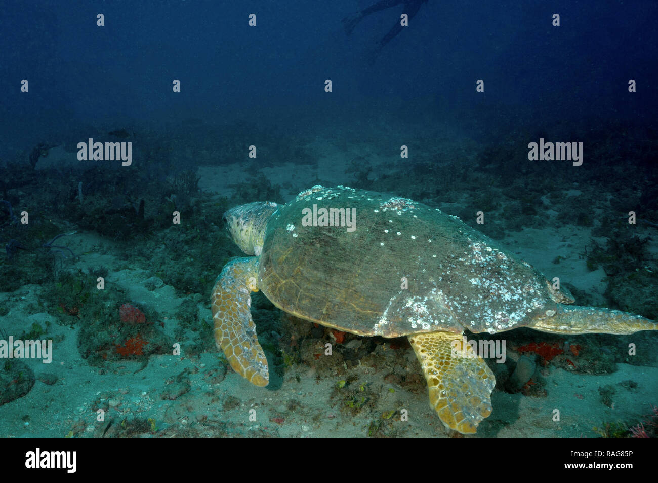 Turtle photos hi-res stock photography and images - Alamy