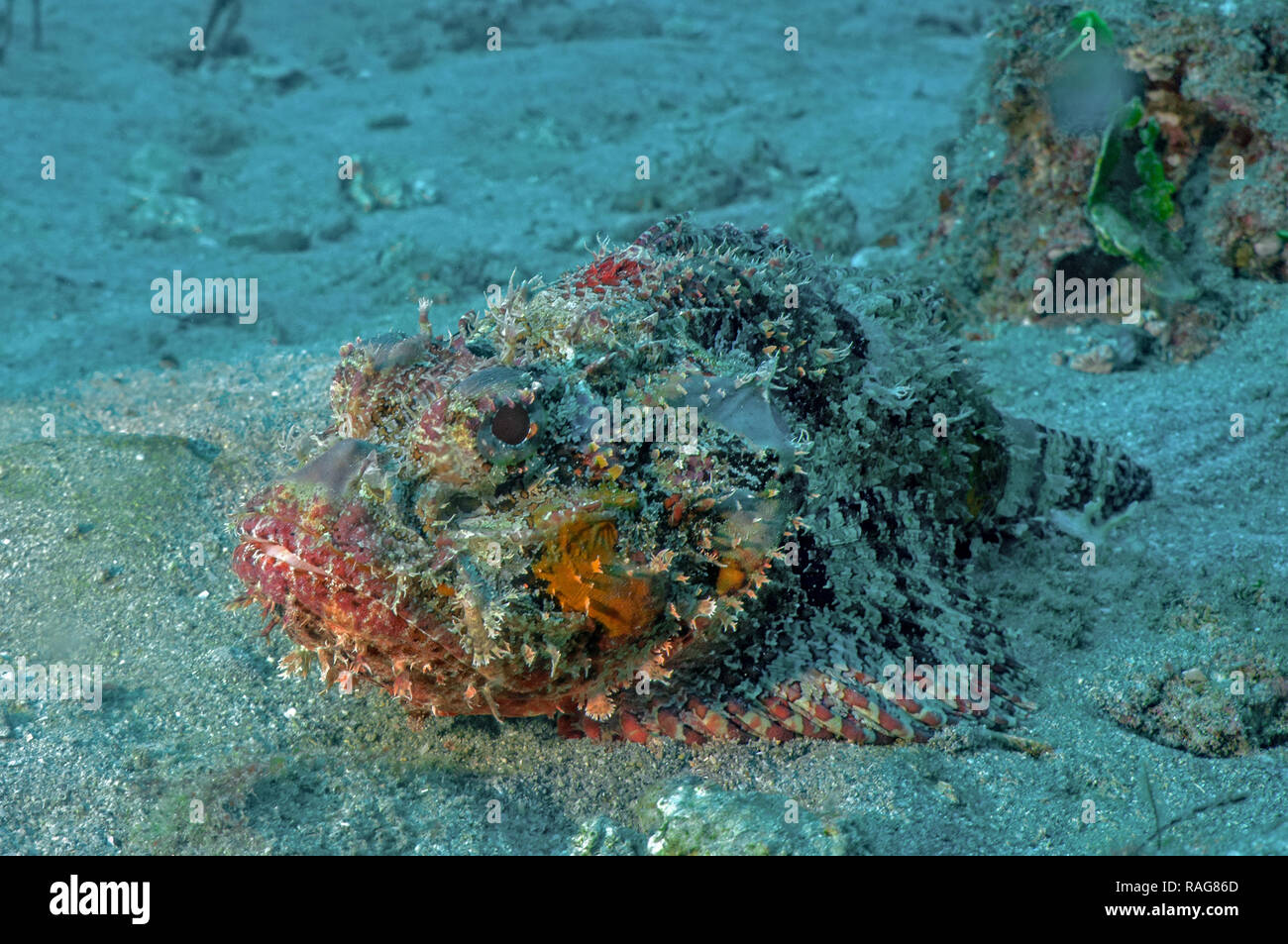 Spotted lionfish hi-res stock photography and images - Alamy