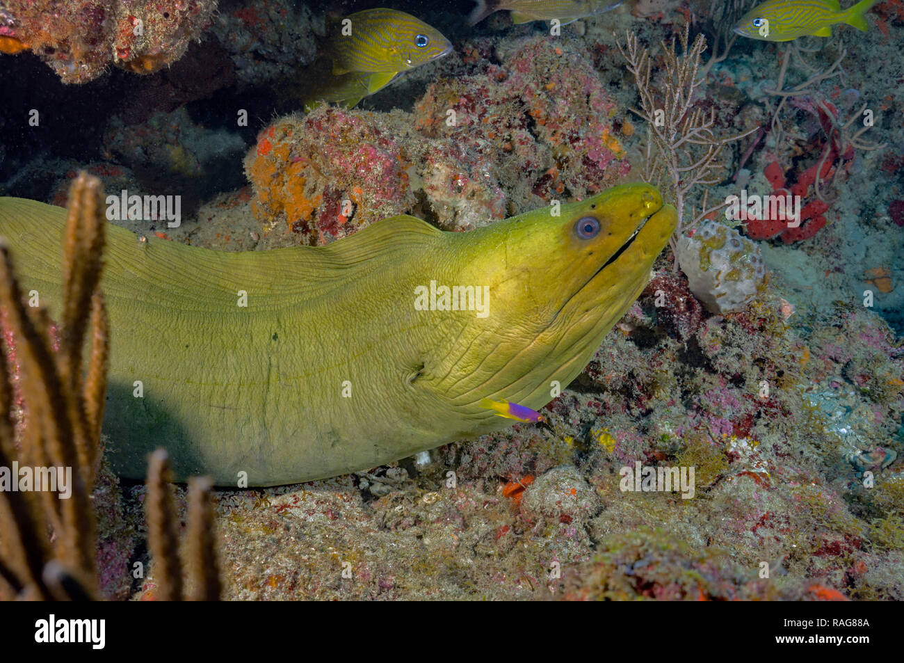 Moray ell hi-res stock photography and images - Alamy