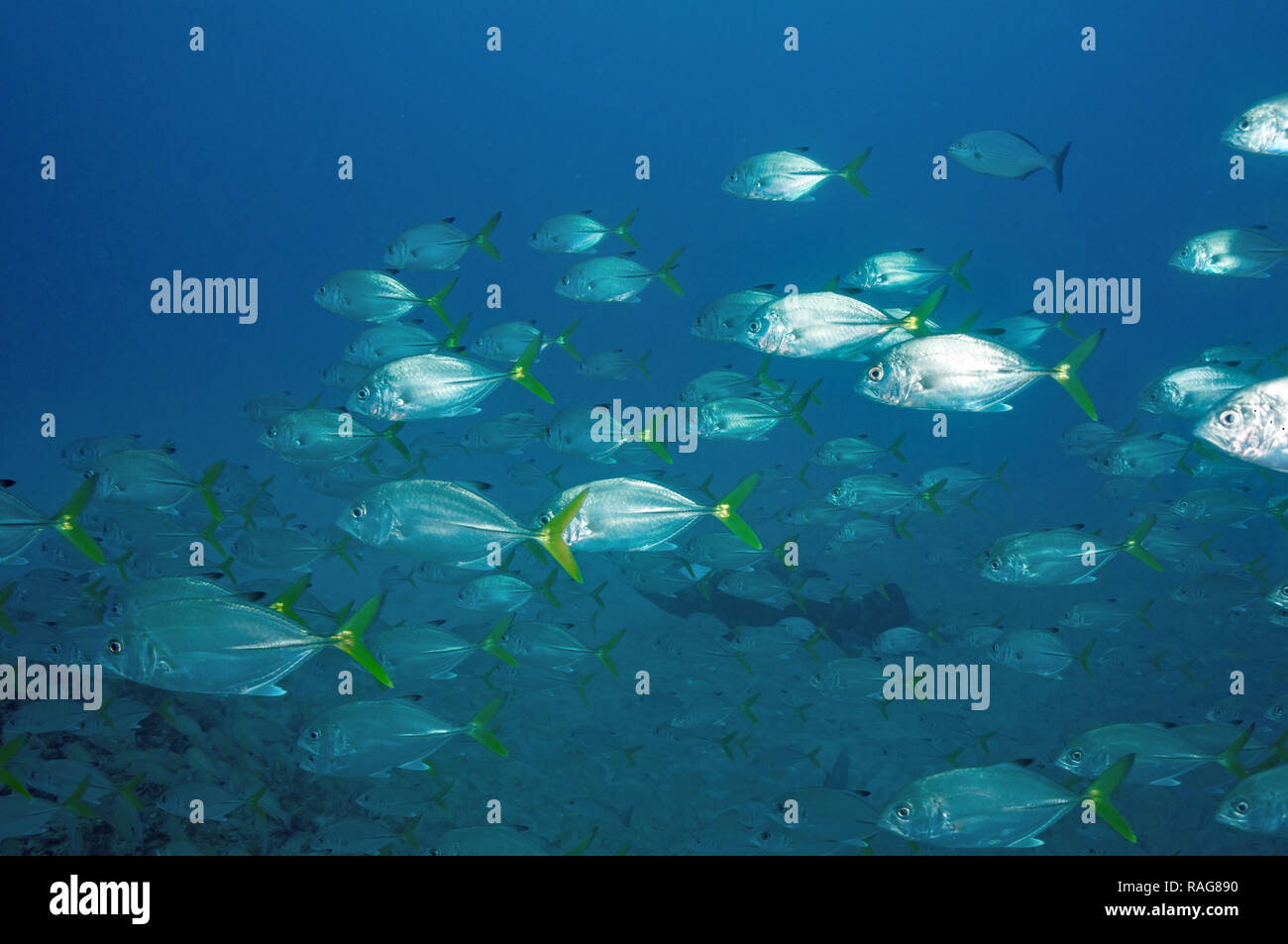 Horse eye jack fish hi-res stock photography and images - Alamy