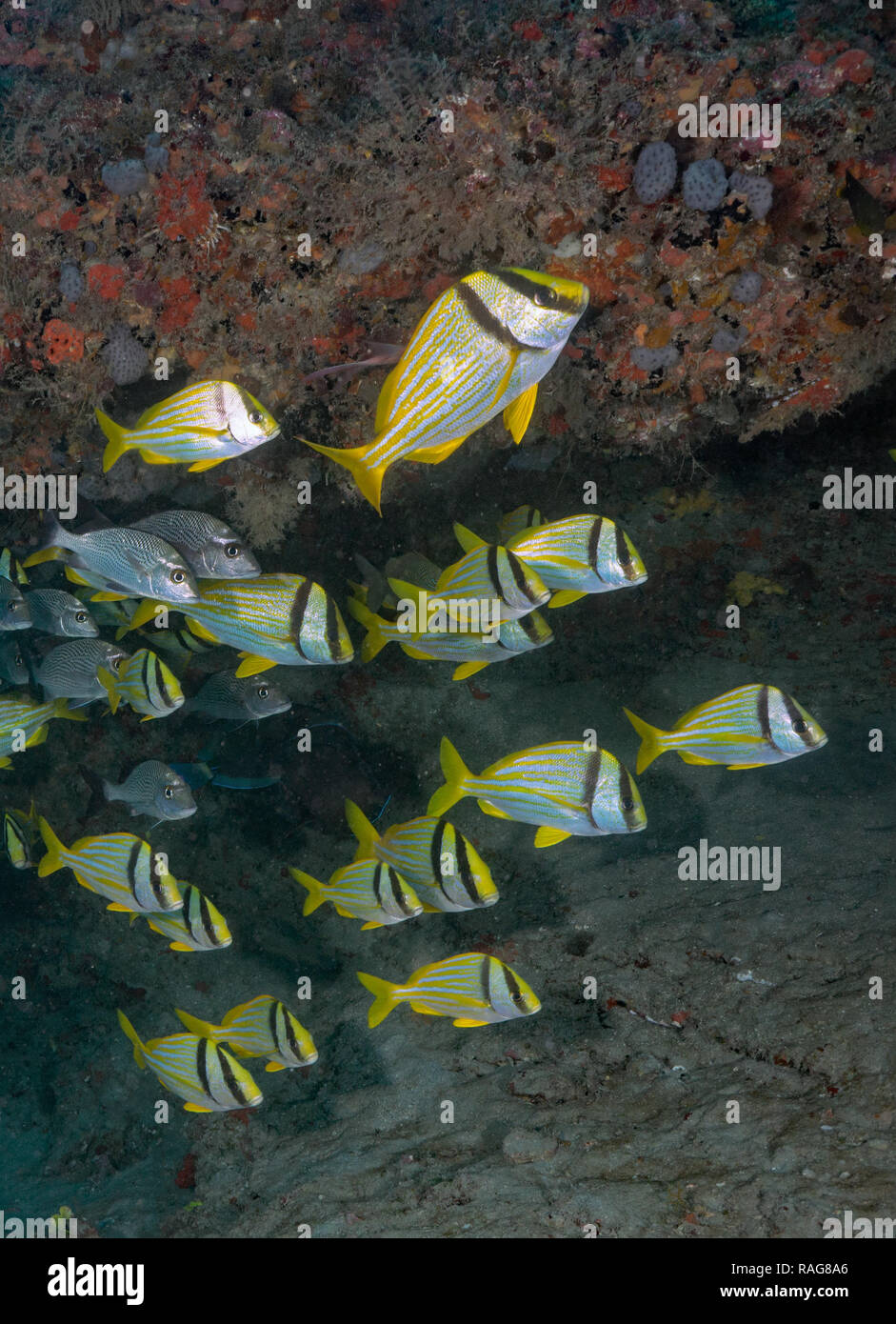 Porkfish hi-res stock photography and images - Alamy