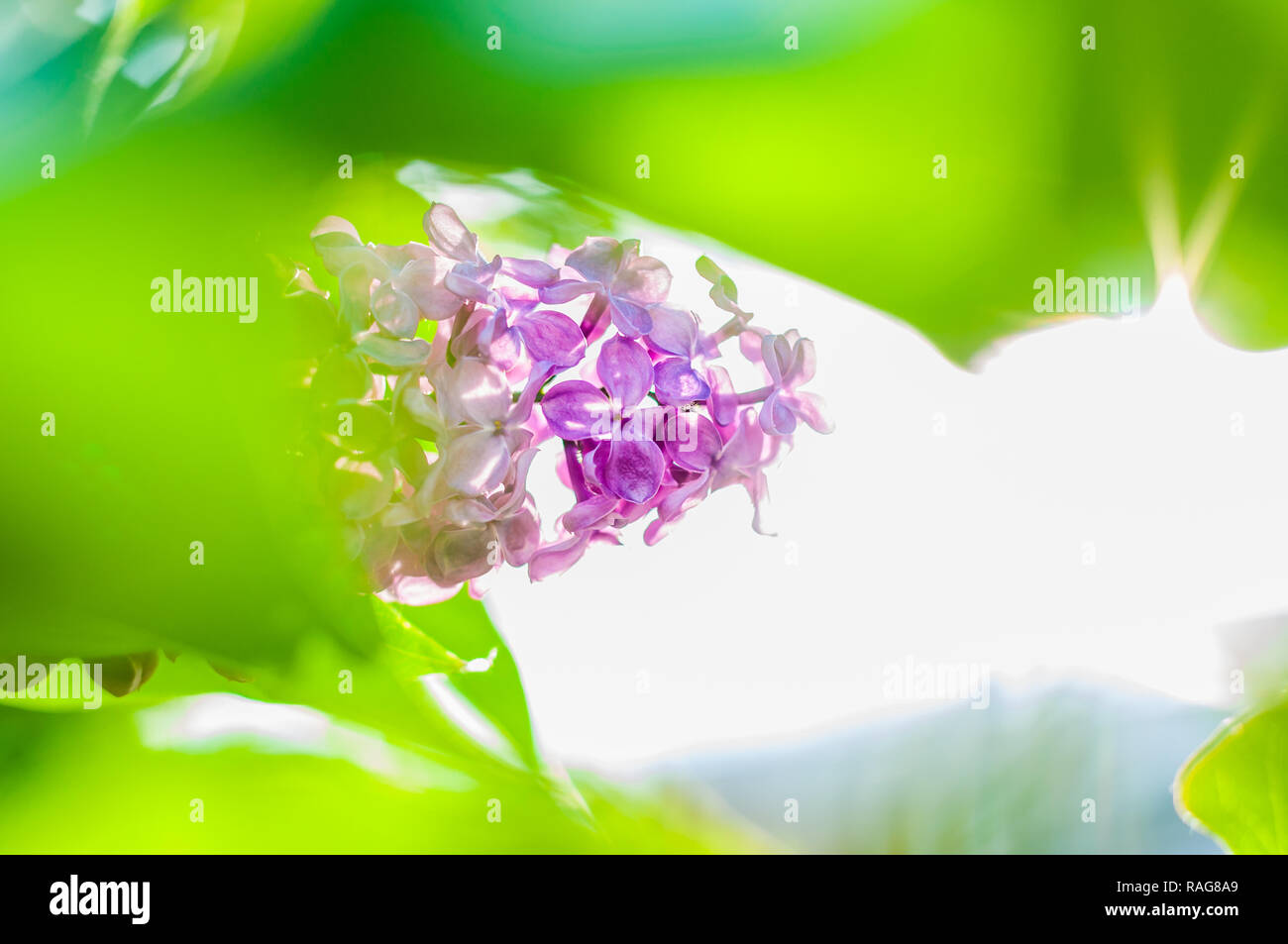 Blooming flower bud of Lilac flowering bush shrub plant with sun rays ...