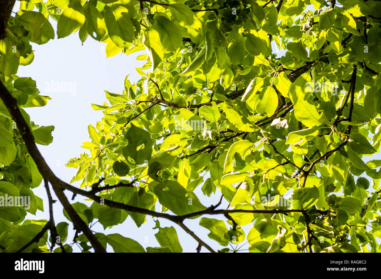 Sun rays penetrating through the apple tree crown branches and leaves ...