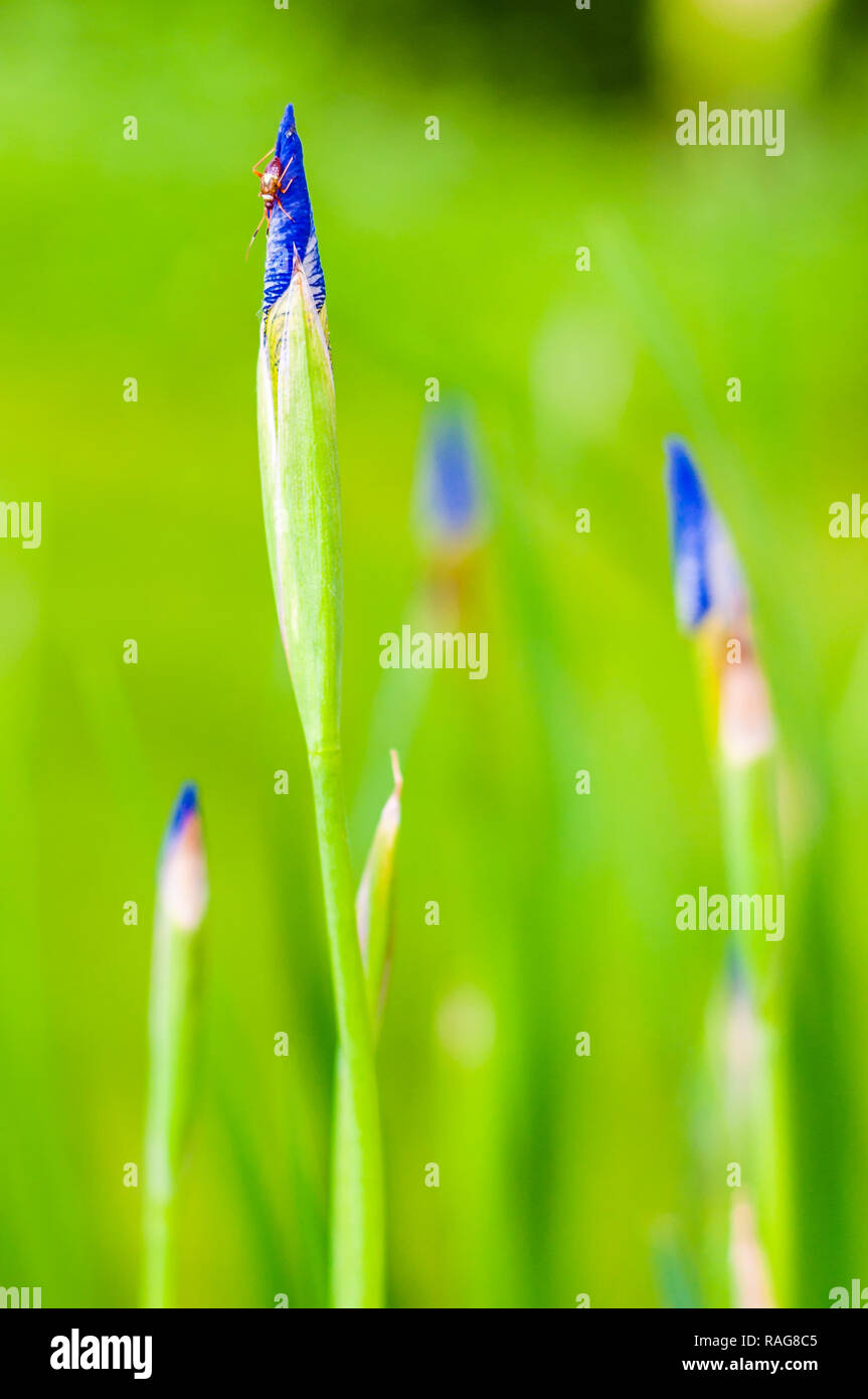 Open and closed iris hi-res stock photography and images - Alamy