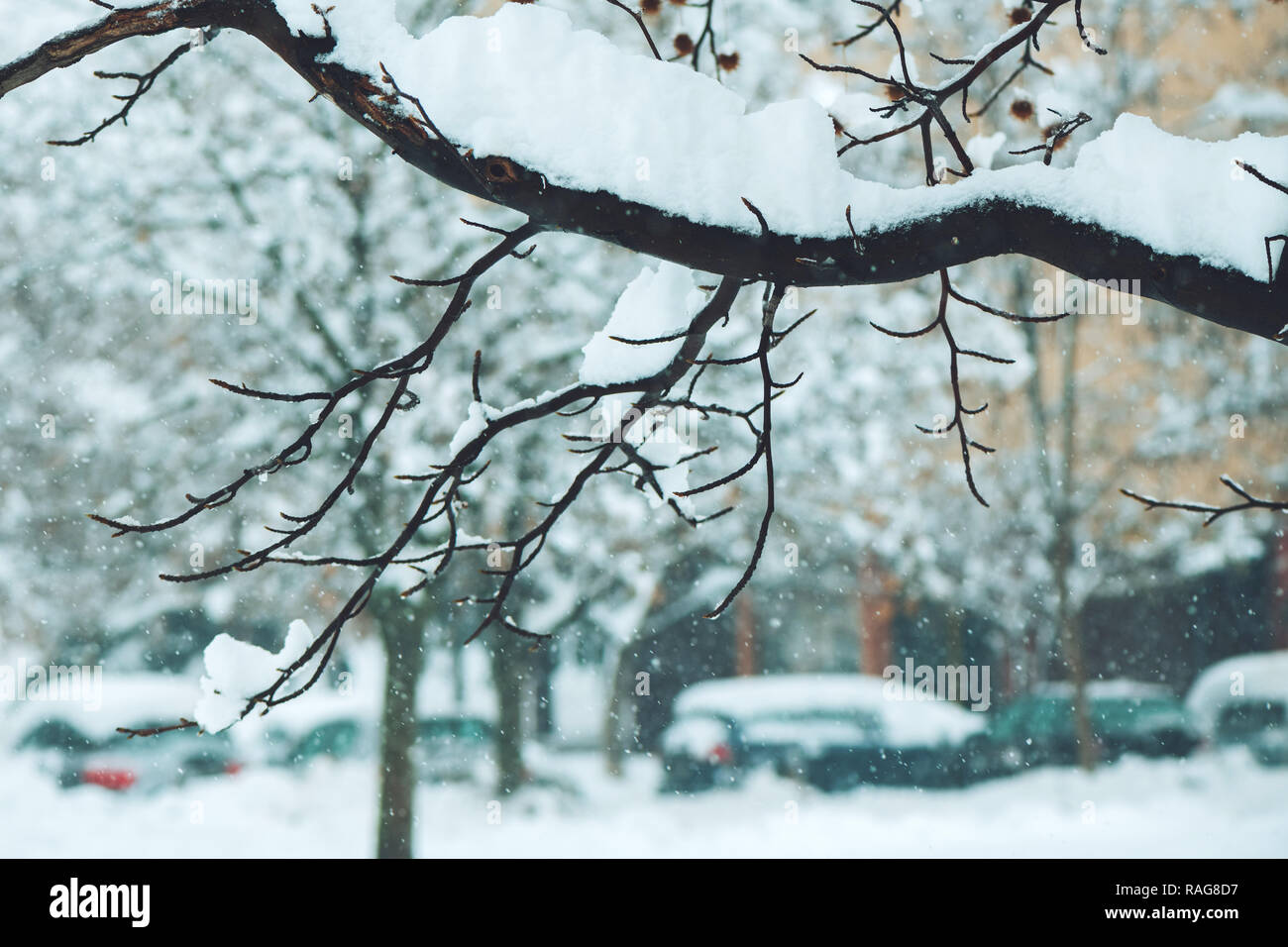 Treetop branches in winter snow, idyllic wintertime season scenery ...