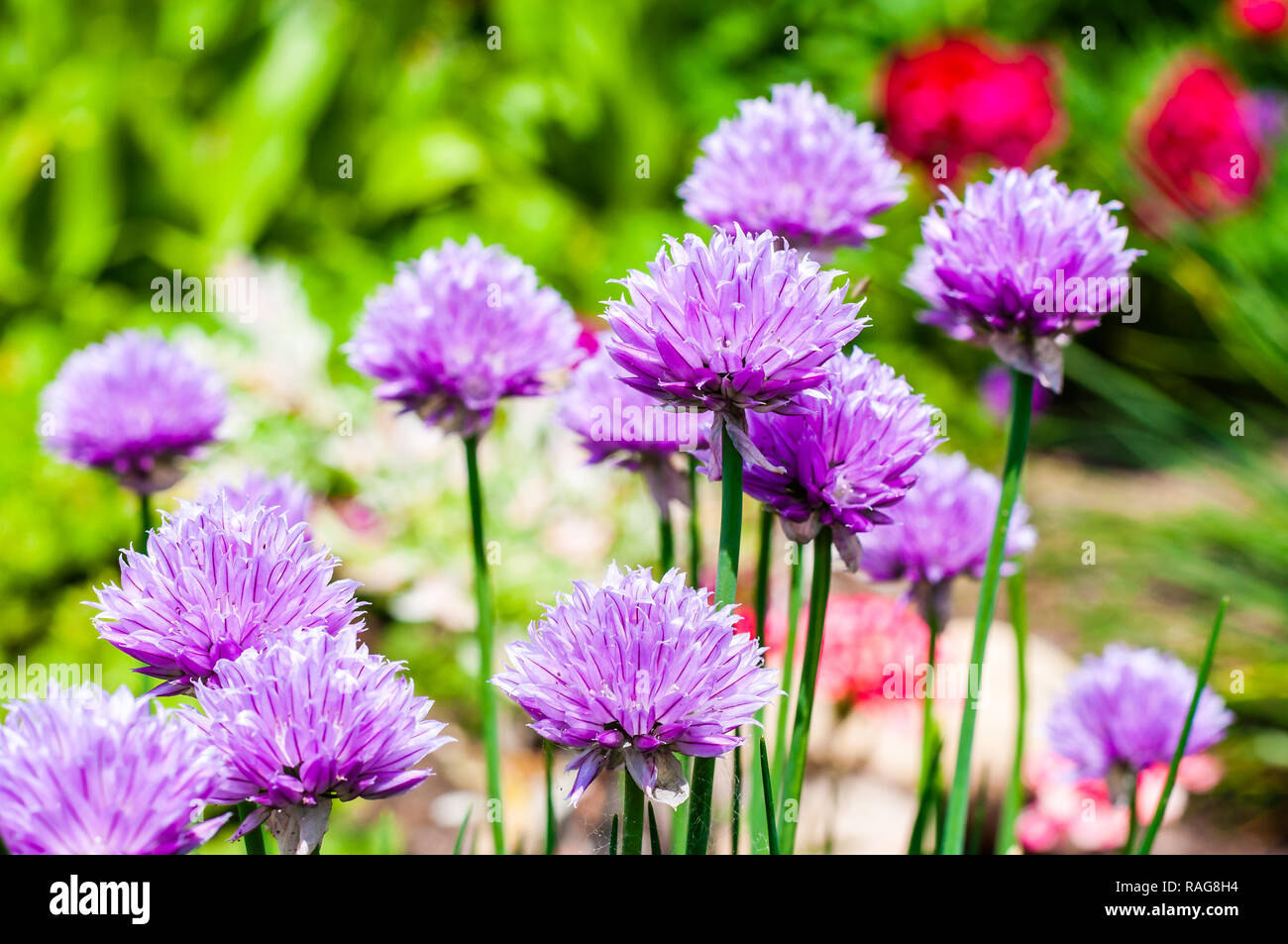 Bunch of violet lilac purple Chives or Allium Schoenoprasum blooming ...