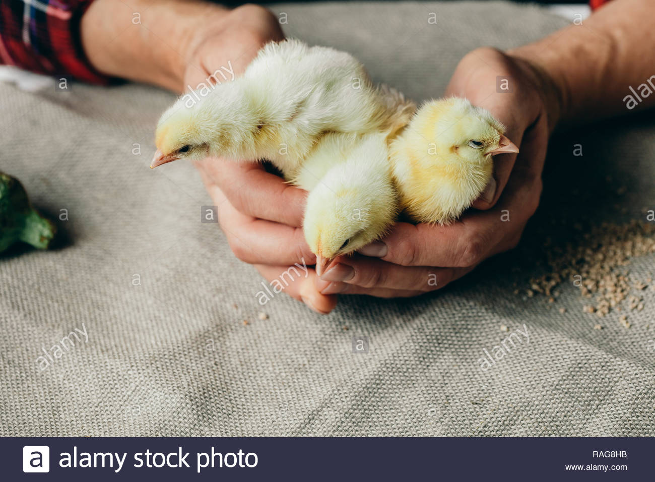 Chicken Man Funny Stock Photos & Chicken Man Funny Stock Images - Alamy