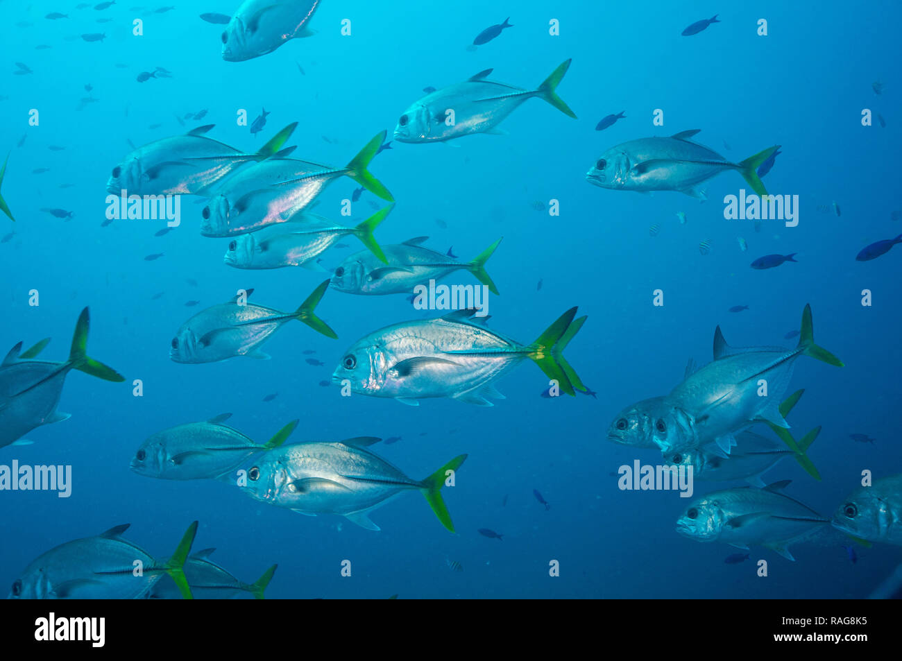 Horse eye jack fish hi-res stock photography and images - Alamy