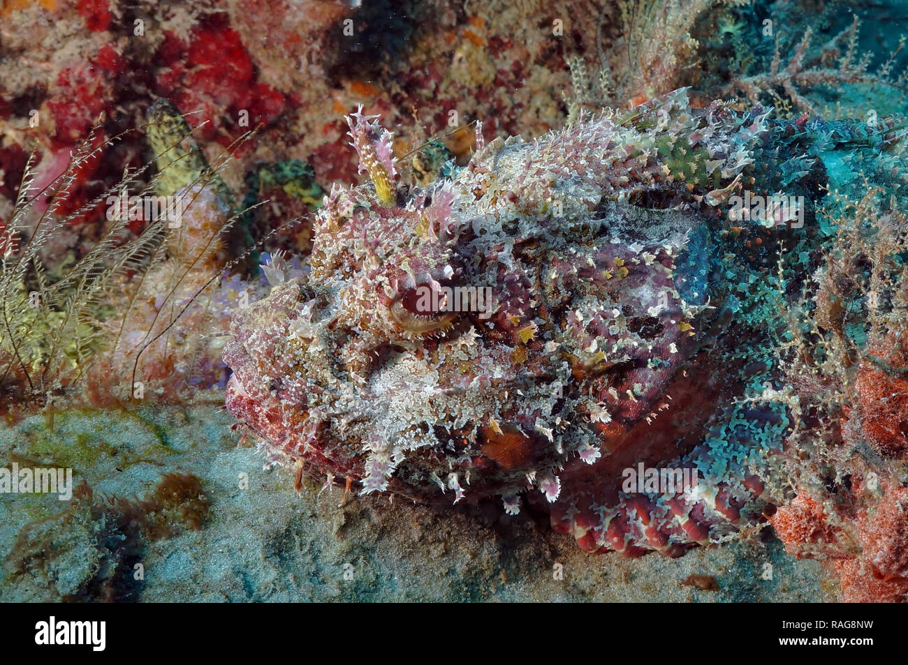 Spotted lionfish hi-res stock photography and images - Alamy