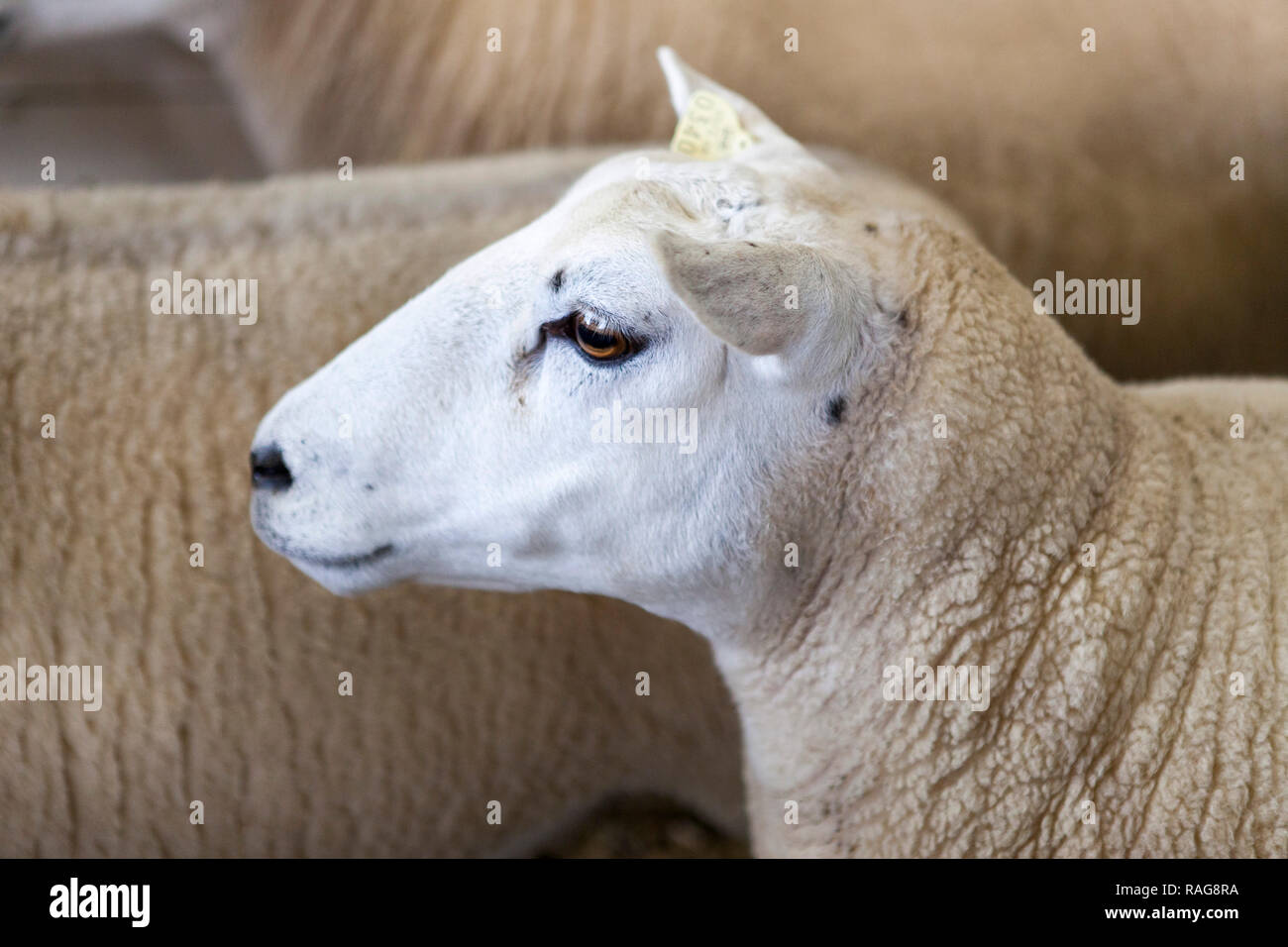 Head of sheep, profile Stock Photo - Alamy