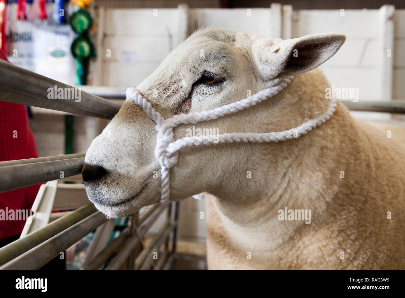 Head of sheep, profile Stock Photo - Alamy