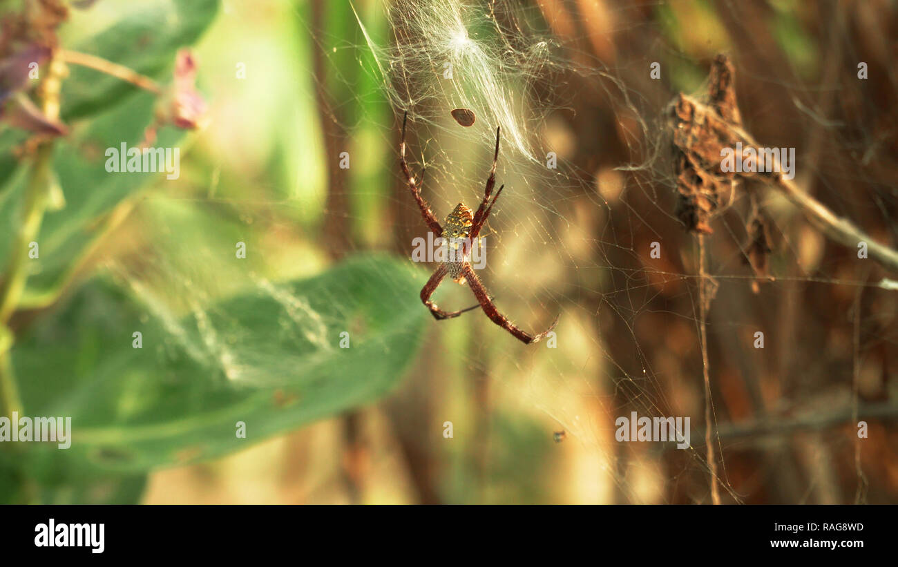 tropical spider on web insect hunting. spider predator on the web Stock ...