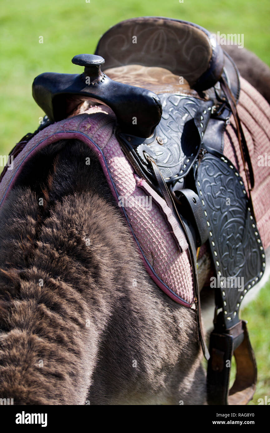 Saddle on Donkey Stock Photo - Alamy