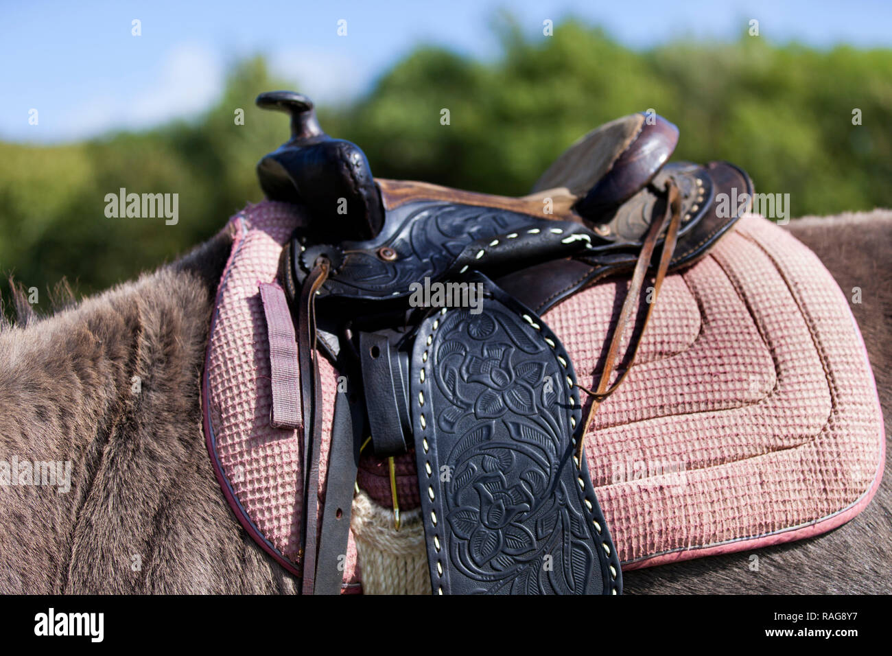 Saddle on Donkey Stock Photo - Alamy