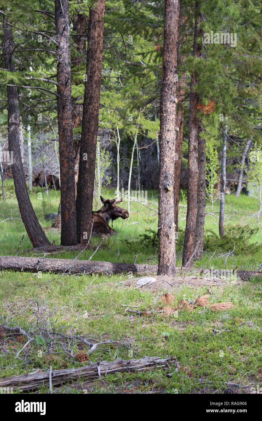 Two moose lying on the ground, under the trees, in the forest of the ...