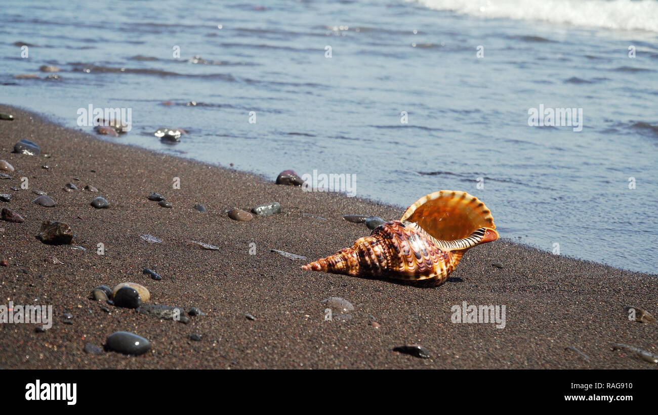 Seashell horn hi-res stock photography and images - Alamy