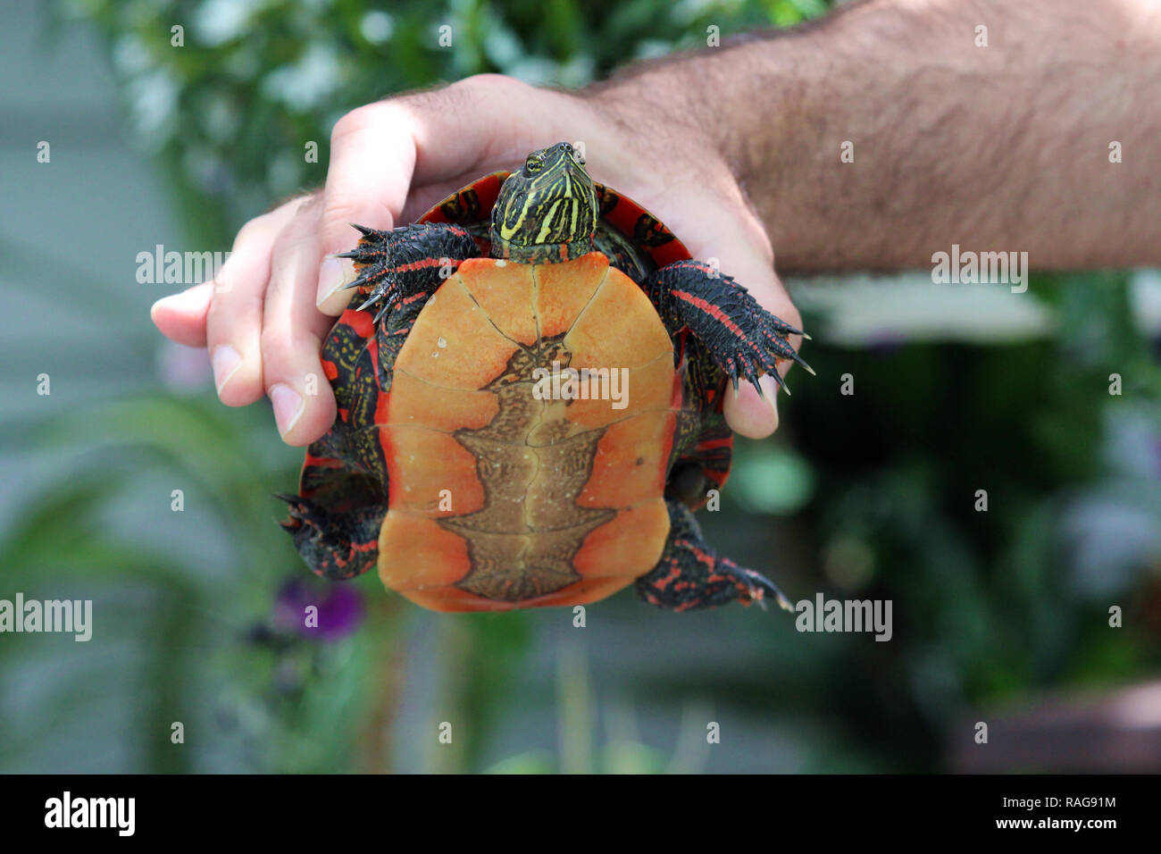 Hand painted turtle hi-res stock photography and images - Alamy