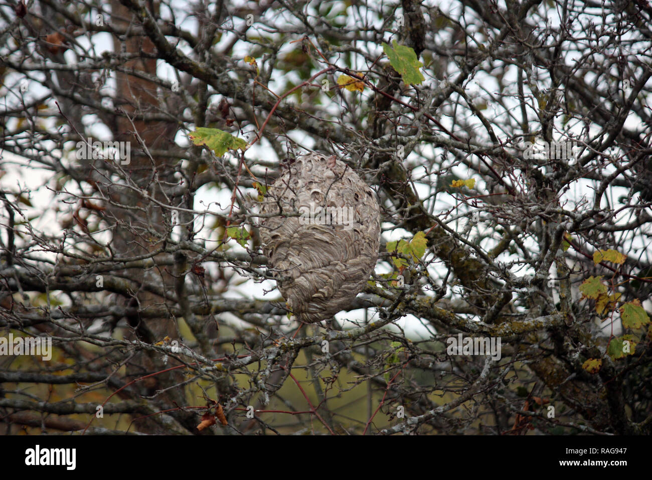 Close up of a wasp nest hanging in a tree in the fall Stock Photo - Alamy