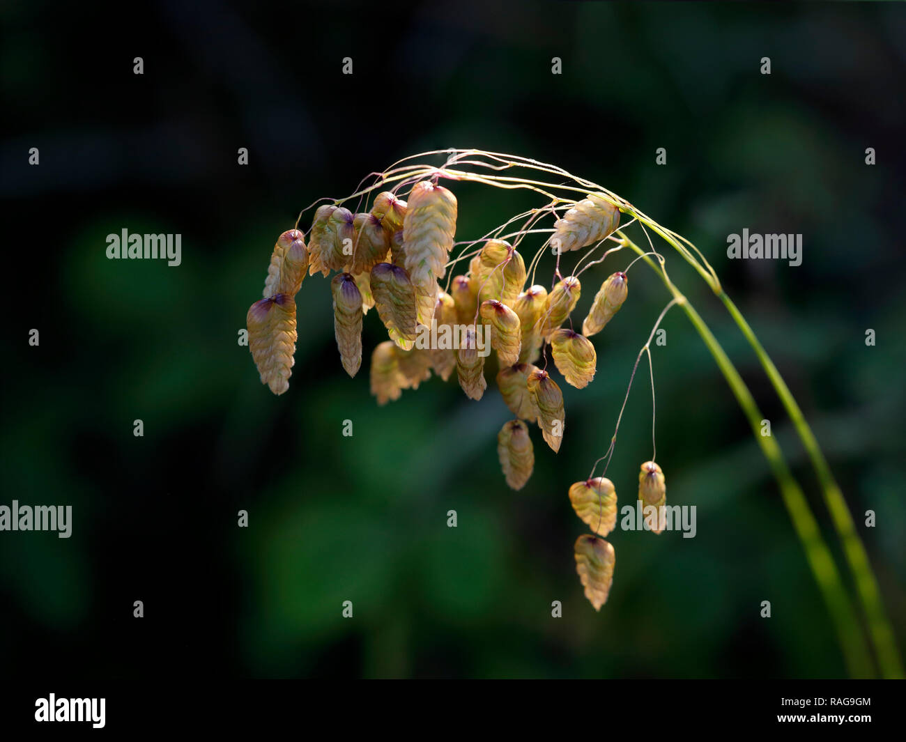 Bell weed hi-res stock photography and images - Alamy