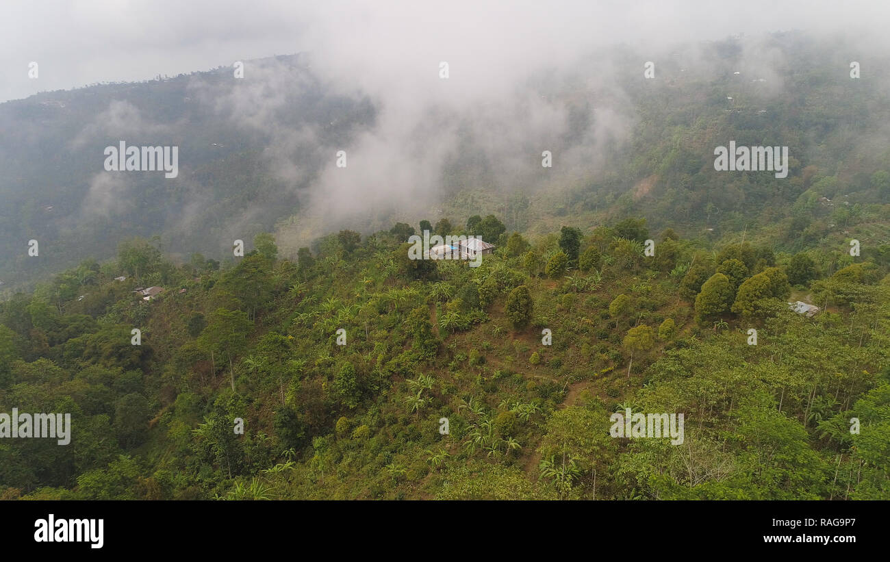 agricultural land, farmlands in rainforest covered clouds, fields with ...