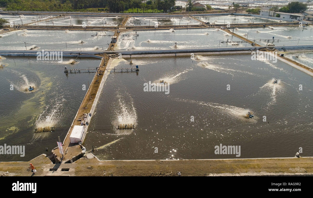 shrimp farm, prawn farming with with aerator pump oxygenation water ...