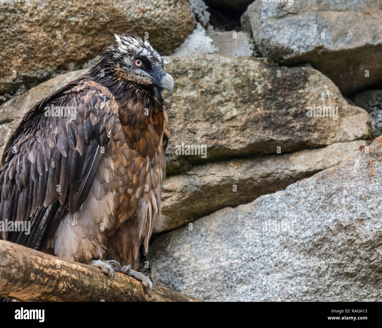 Bearded vulture lammergeier rock hi-res stock photography and images ...