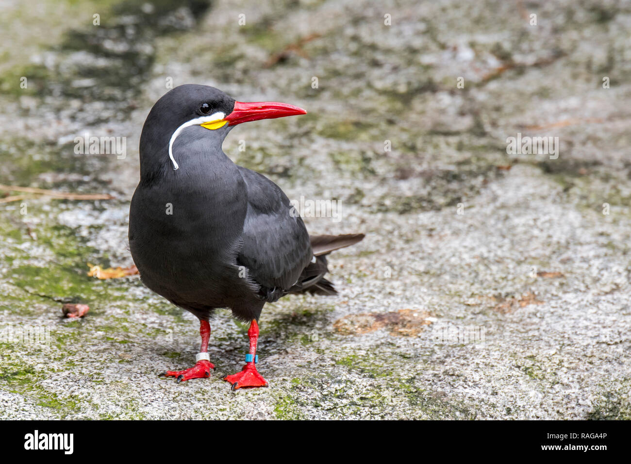 Inca tern (Larosterna inca) on the beach, native to Chile, Colombia ...