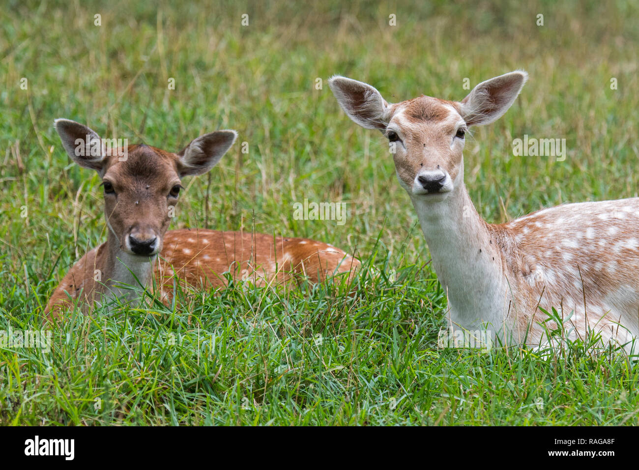 Menil fallow deer hi-res stock photography and images - Alamy