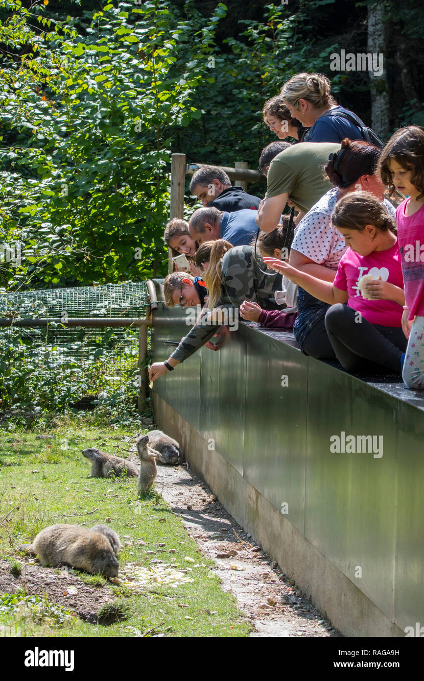 Visitors feeding Alpine marmots (Marmota marmota) in the zoo Aran Park, animal park / zoological ...