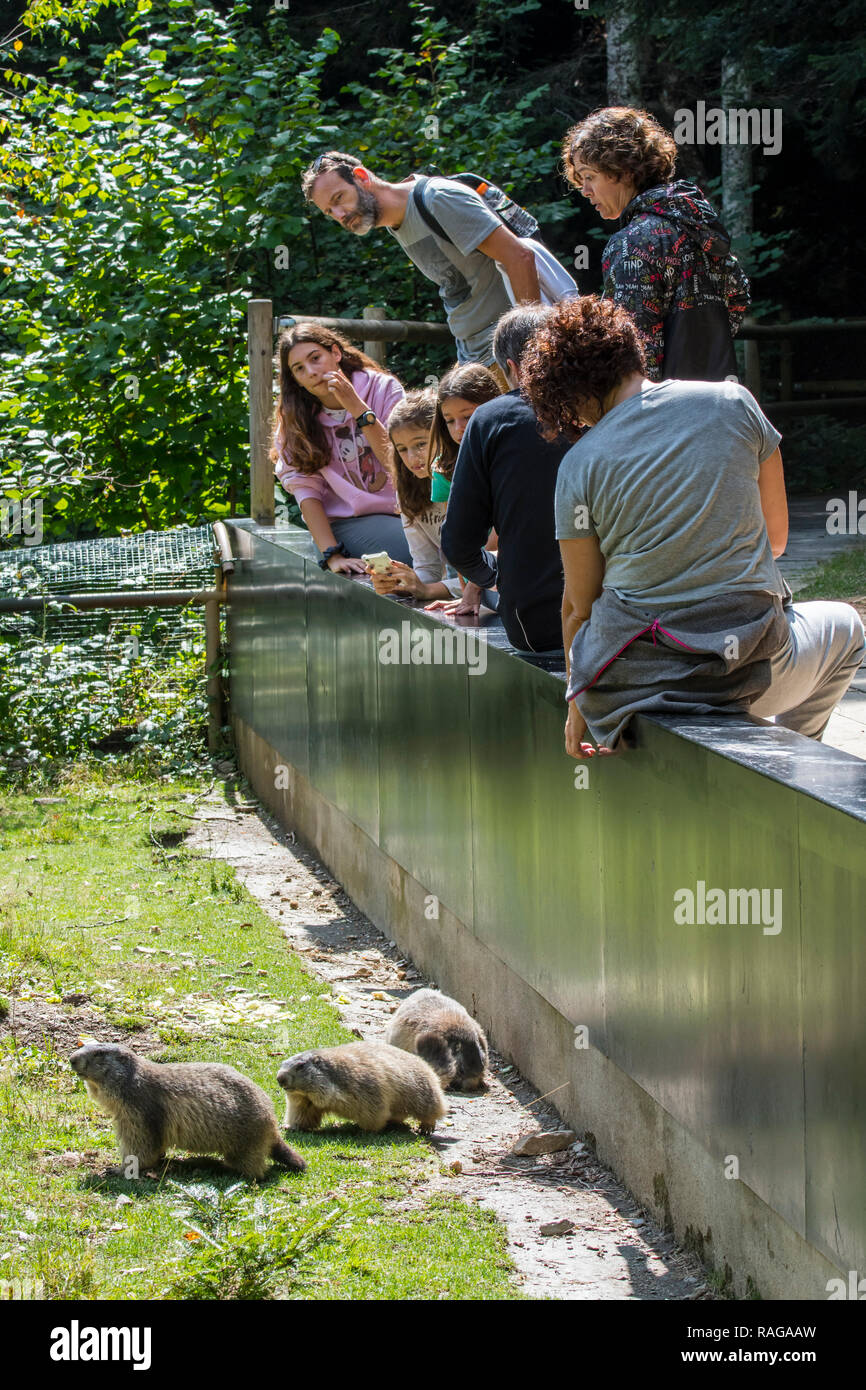 Visitors feeding Alpine marmots (Marmota marmota) in the zoo Aran Park, animal park / zoological ...