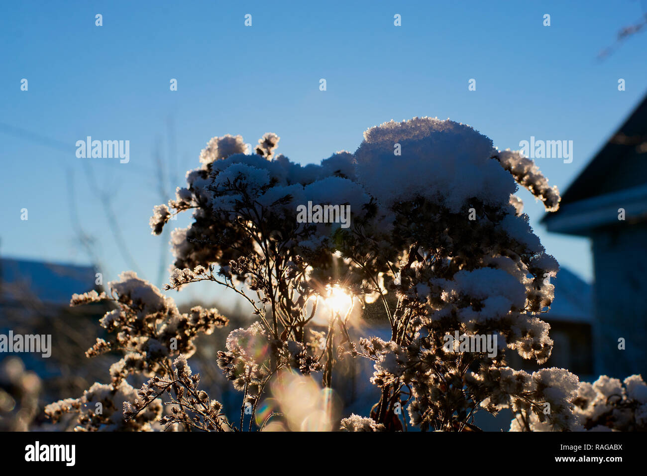 the sun in the cold rays passes through the grass and drowns snow Stock ...