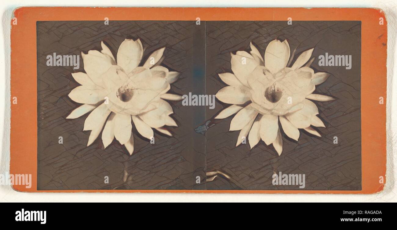 Flower, about 1880, Albumen silver print. Reimagined by Gibon. Classic ...