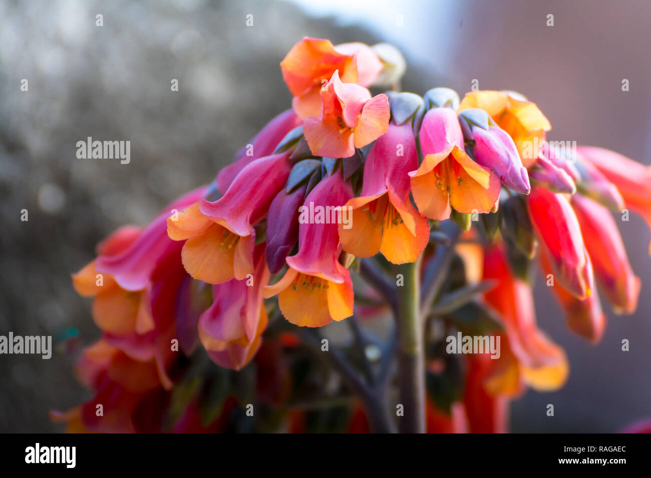 Red yellow beautiful flower hi-res stock photography and images - Alamy
