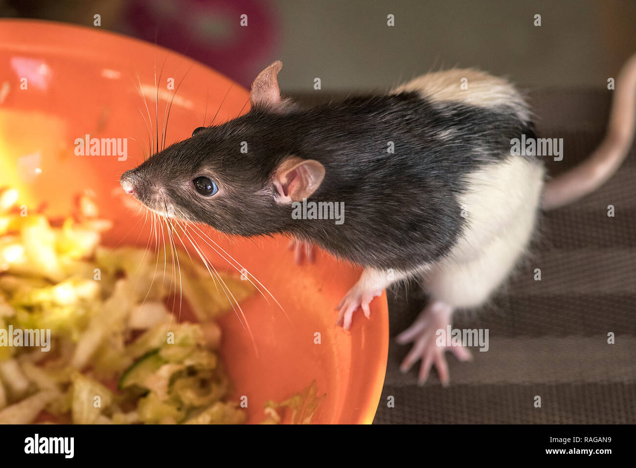 Young rat landscape hi-res stock photography and images - Alamy