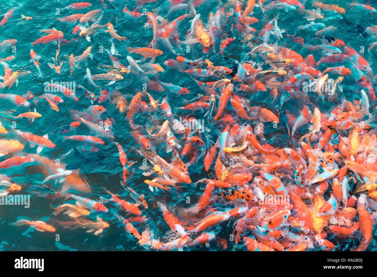 Colorful Japanese Koi Carp fishes moving in a lovely pond of a garden ...
